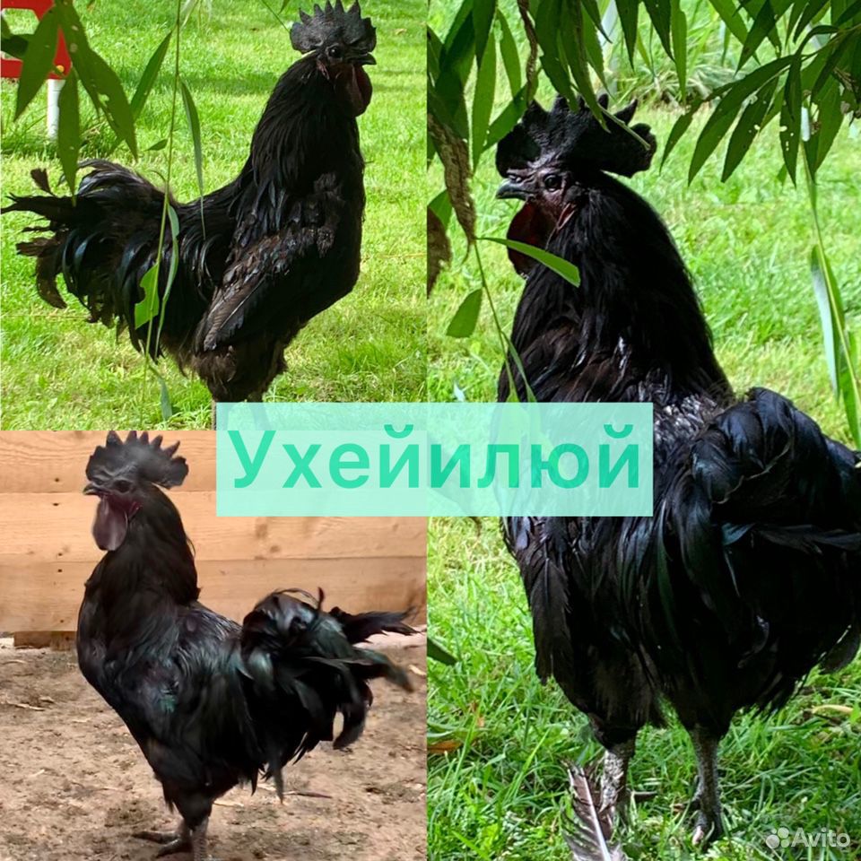 Петух Ухейилюй