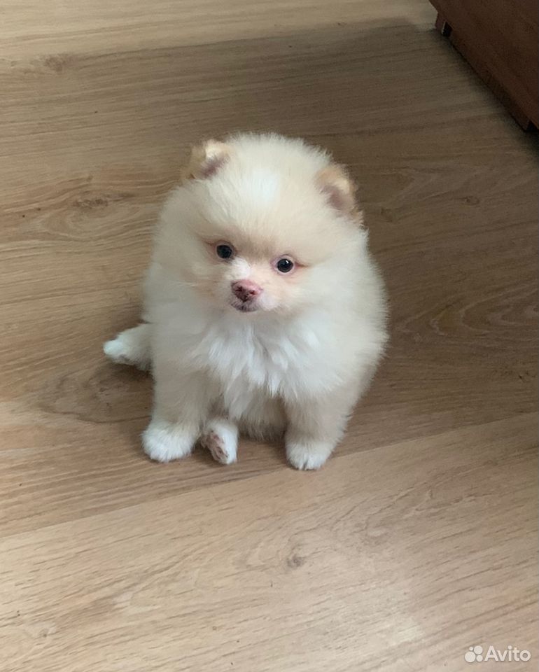 Красивый щенок Шпица