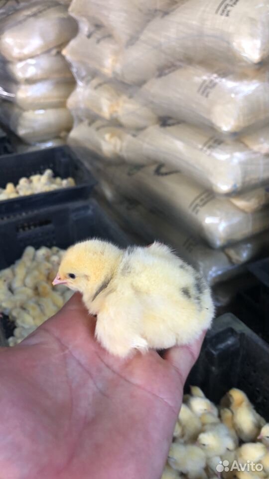 Цыплёнок бройлер кобб-500