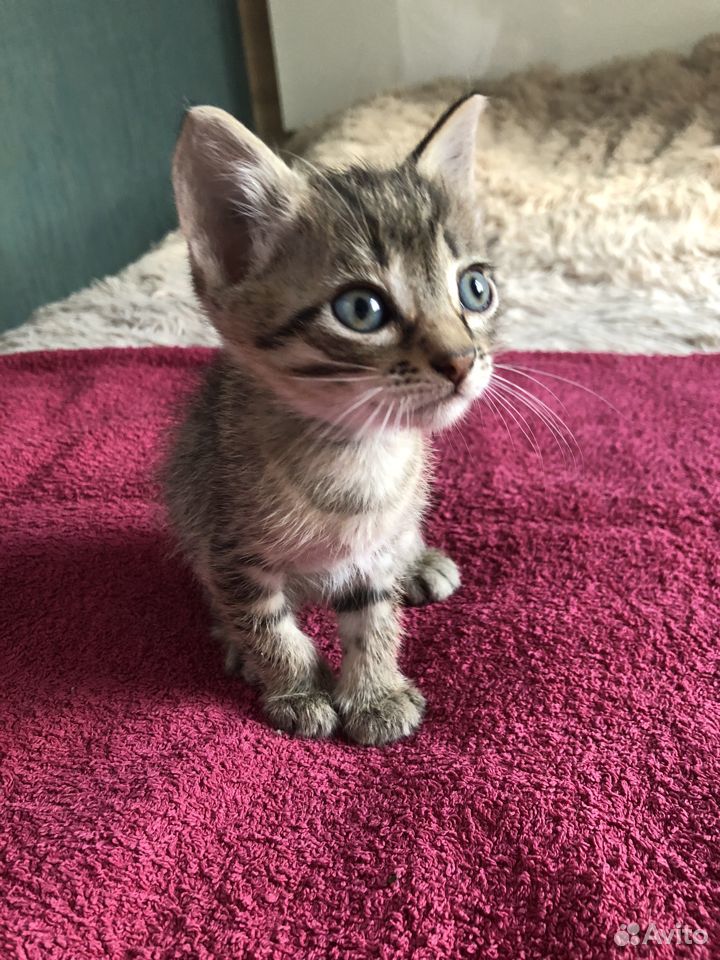 Котёнок-мальчик В добрые руки