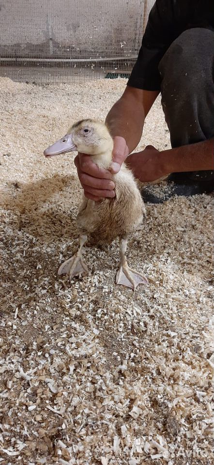 Муларды подрощенные