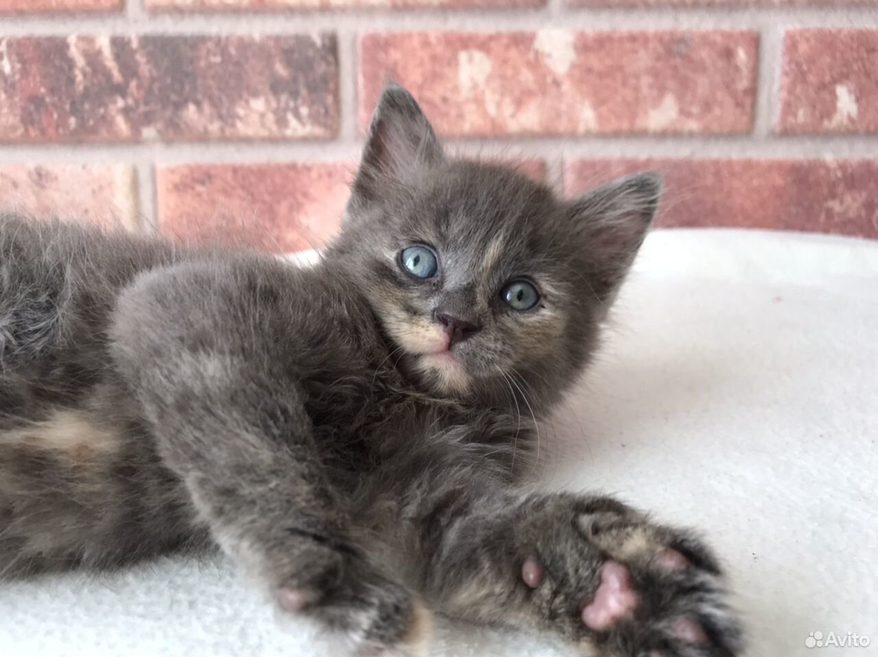 Ценителям пушистой красоты