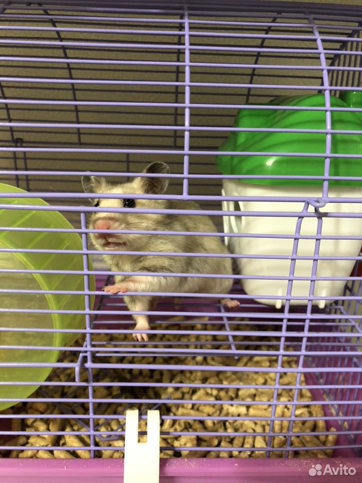 Хомячок с клеткой