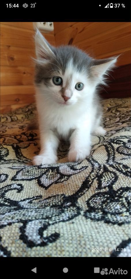 Отдам котенка в добрые руки