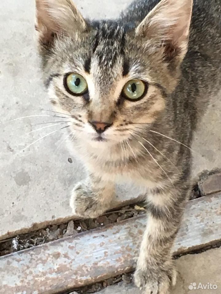Котята