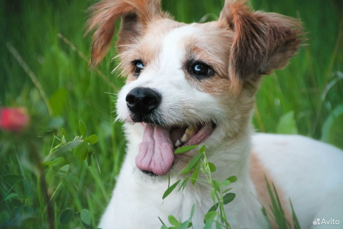 Лапушка ищет дом