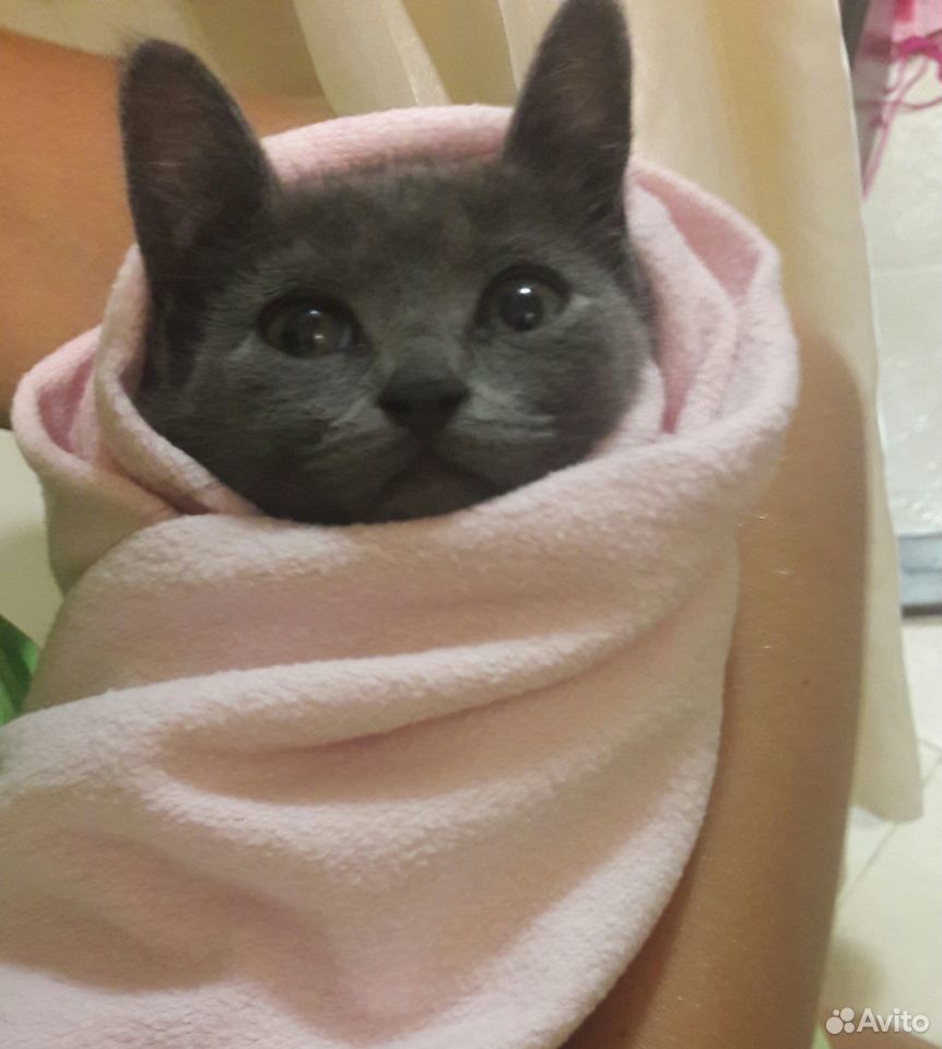 Кошечка полубританка