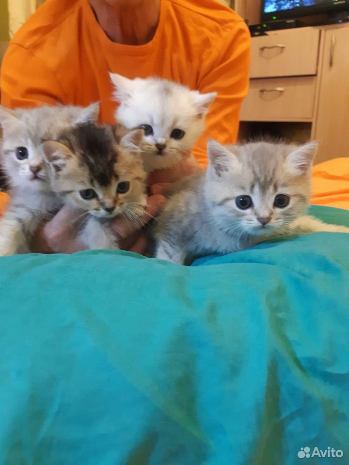 Котята британские