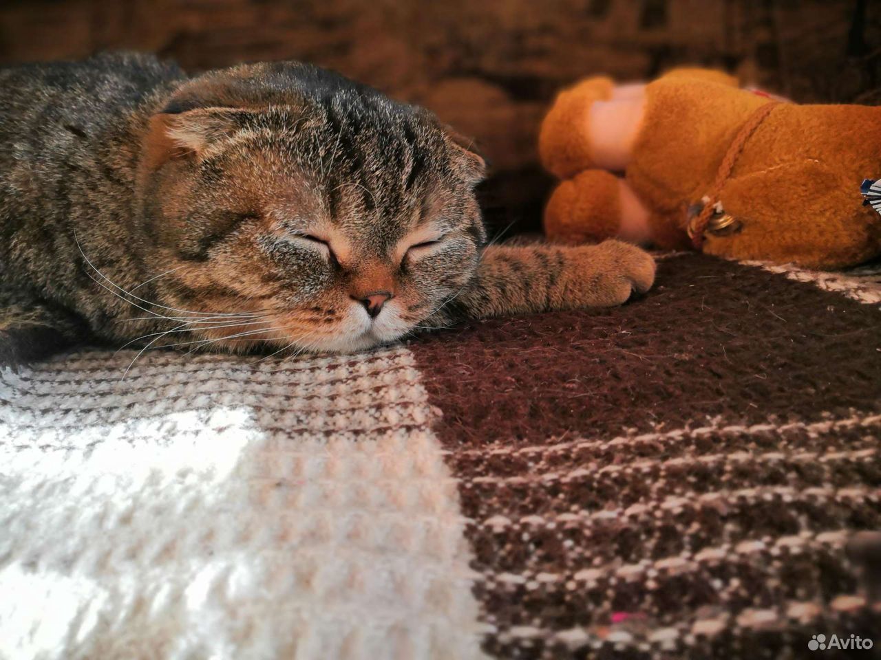 Кот шатланский вислоухий