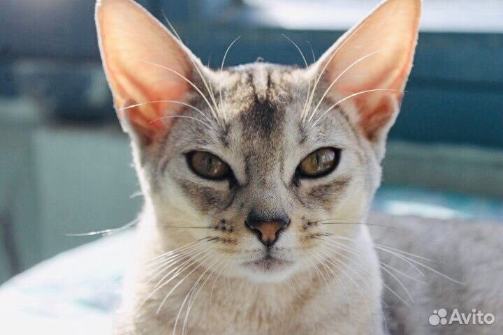 Абиссинская кошечка редкого окраса серебро