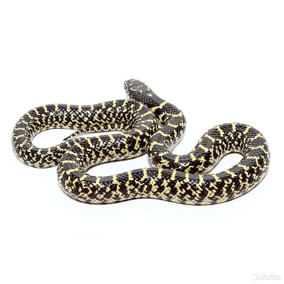 Королевская великолепная змея (Lampropeltis getula