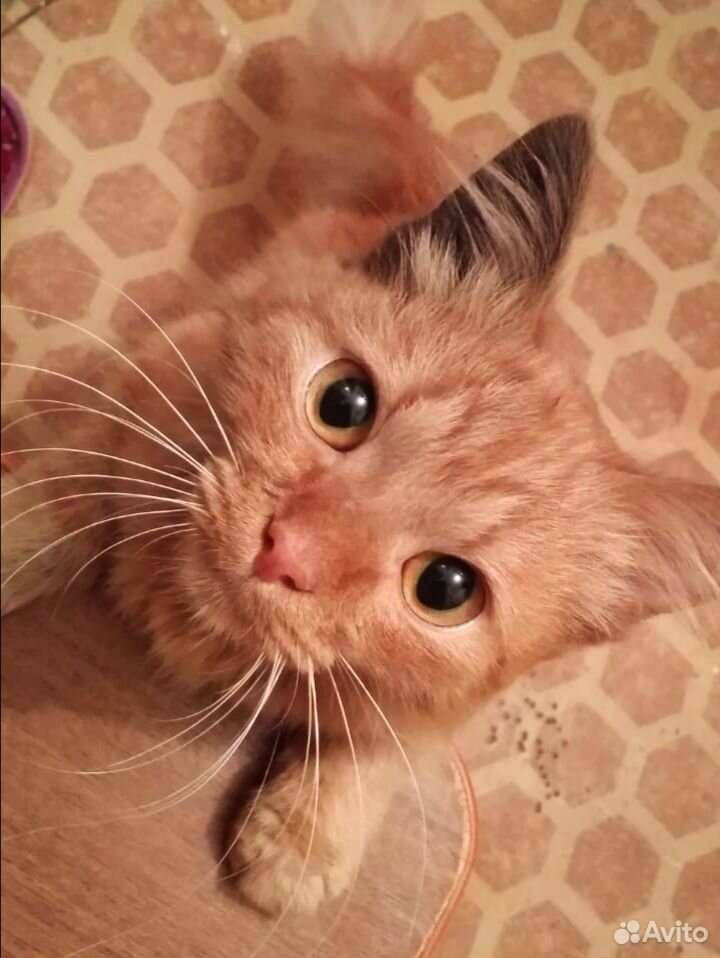 Рыжий котик Мандаринчик, котёнок