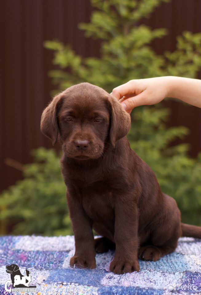 Шоколадные девочки лабрадоры