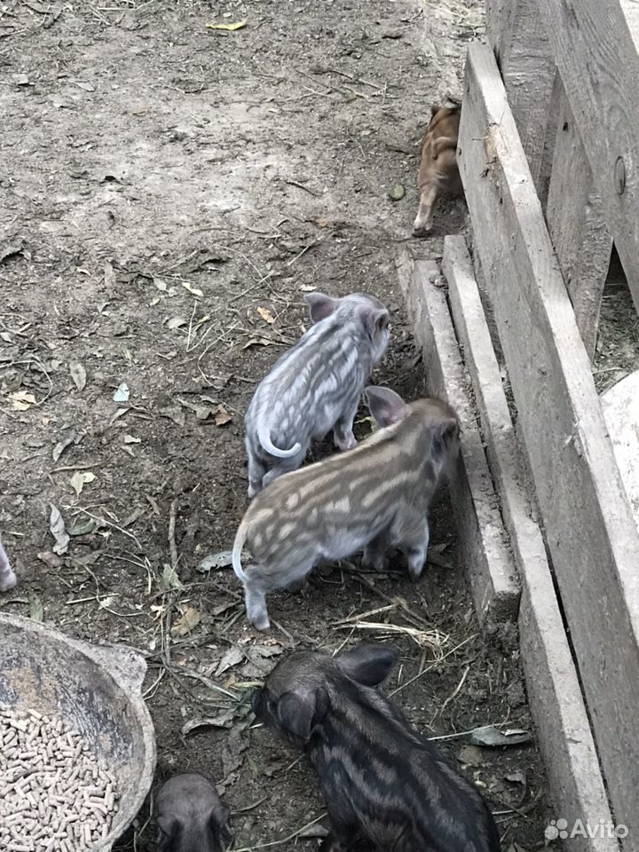 Венгерская мангалица