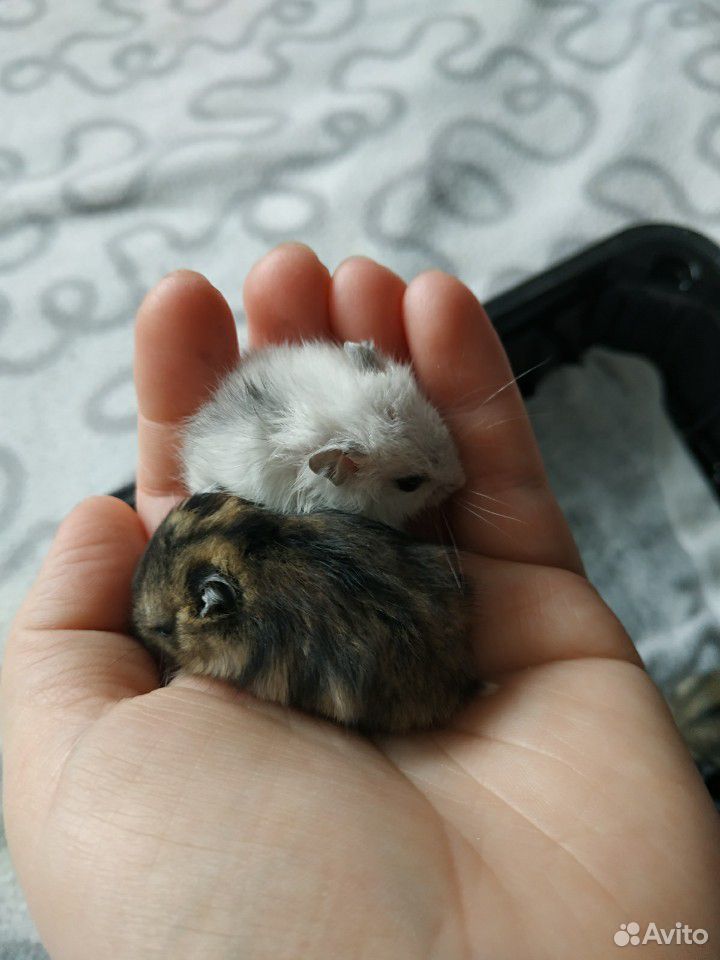Джунгарские хомяки