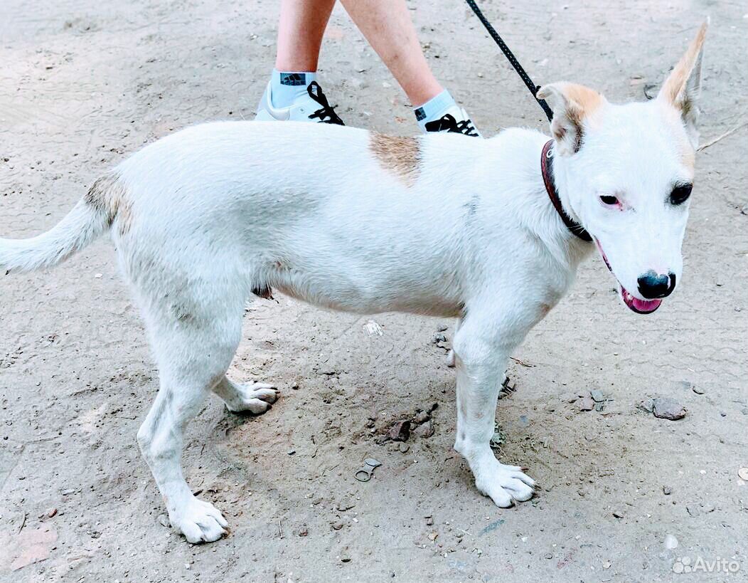 Щенок Лютик, 5 мес