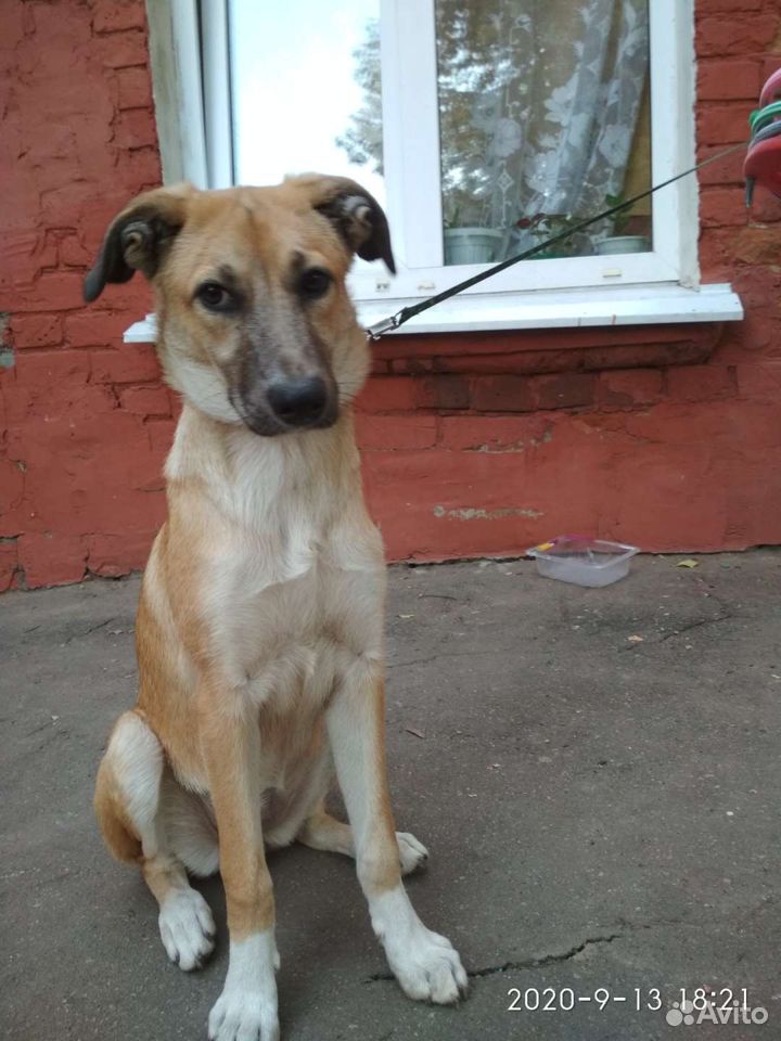 Лада ищет заботливую семью