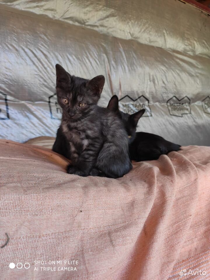 Отдам котенка-тигрицу :)