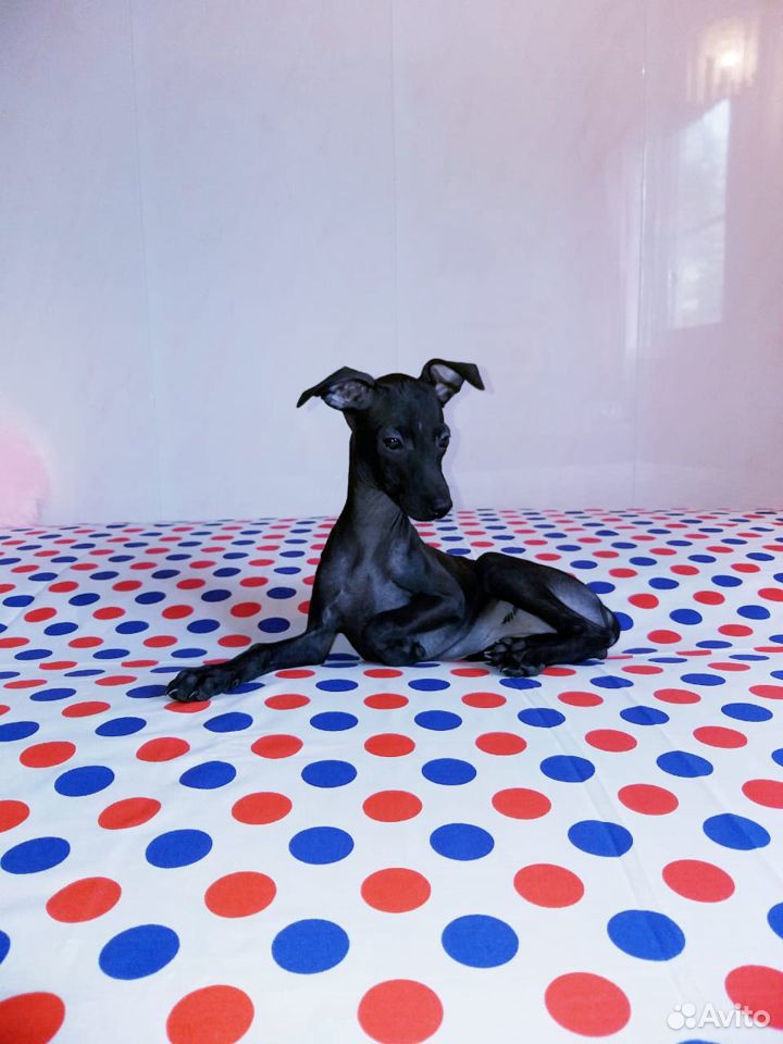 Малая итальянская борзая