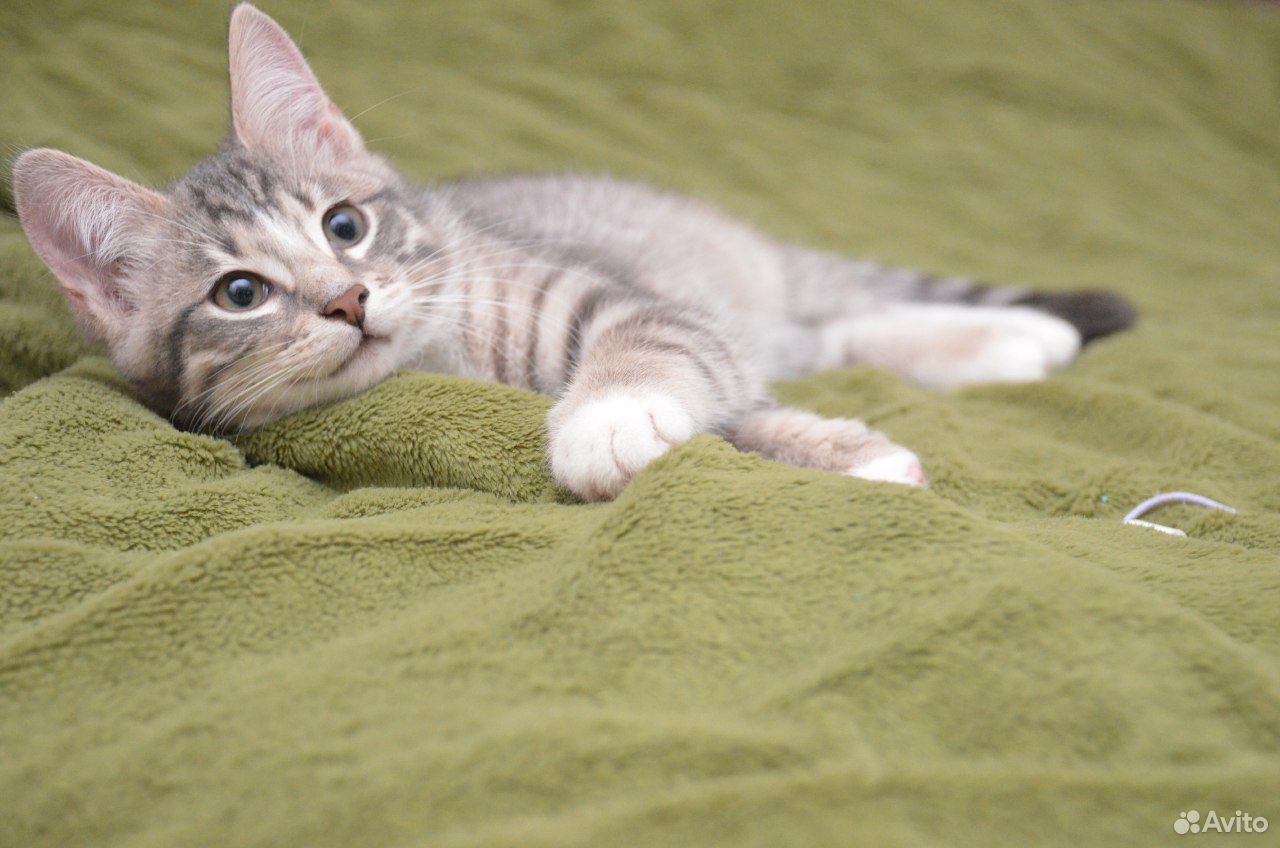 Котенок Кефир