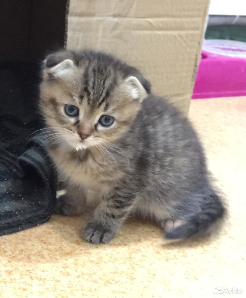 Котята тигрового окраса