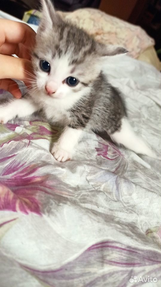 Котята полу-британцы