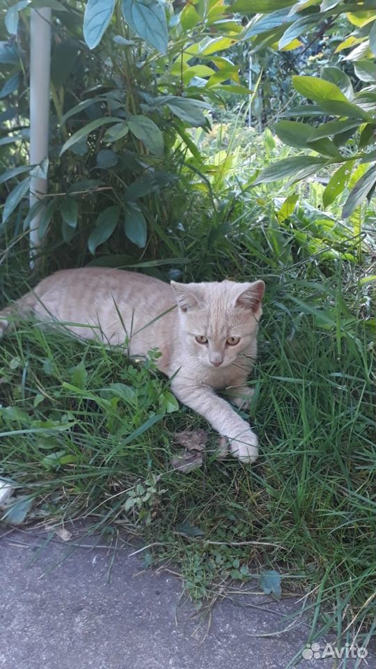 Котята бесплатно в добрые руки
