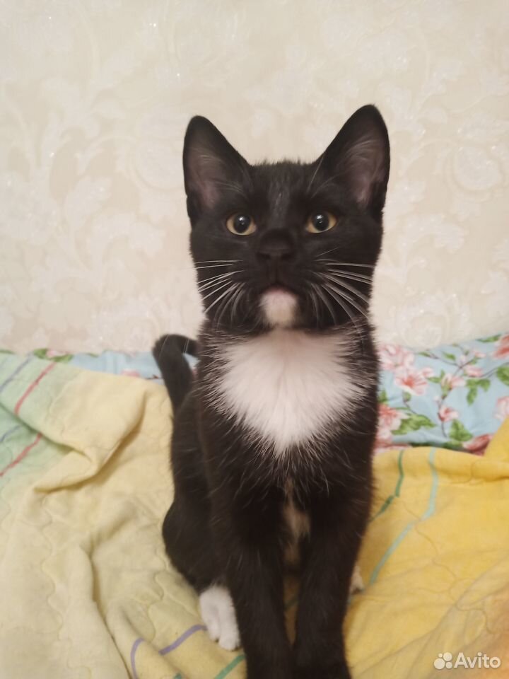 Котенок в добрые руки