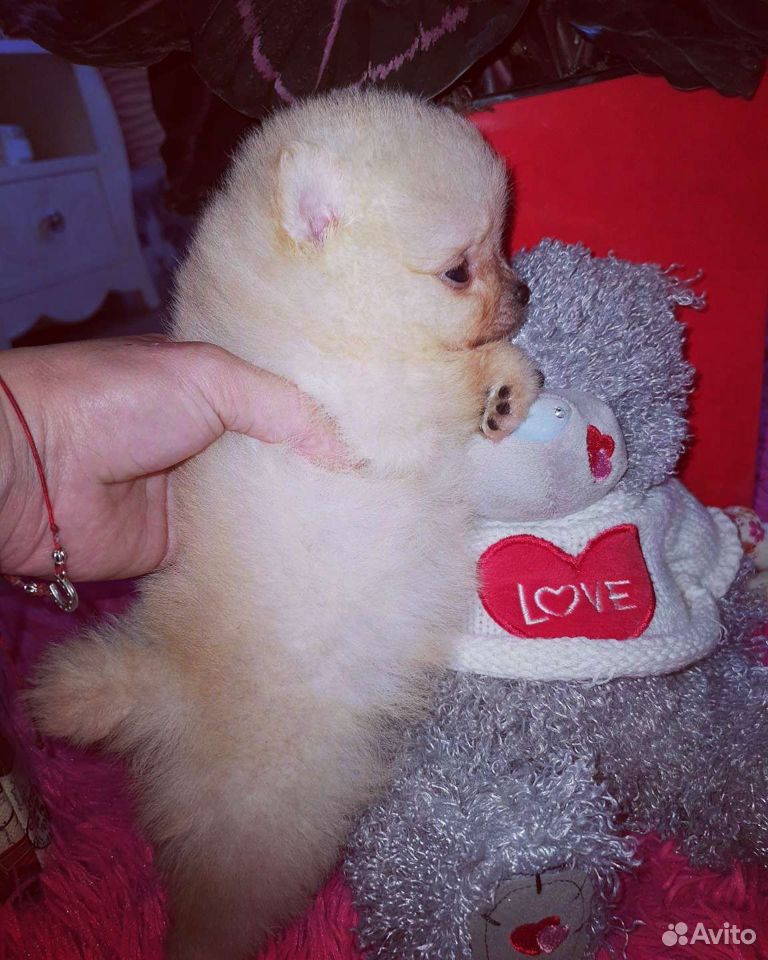 Мини девочка воздушная зефирка медвежьего типа