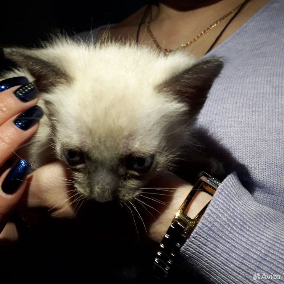 Котята сиамцы