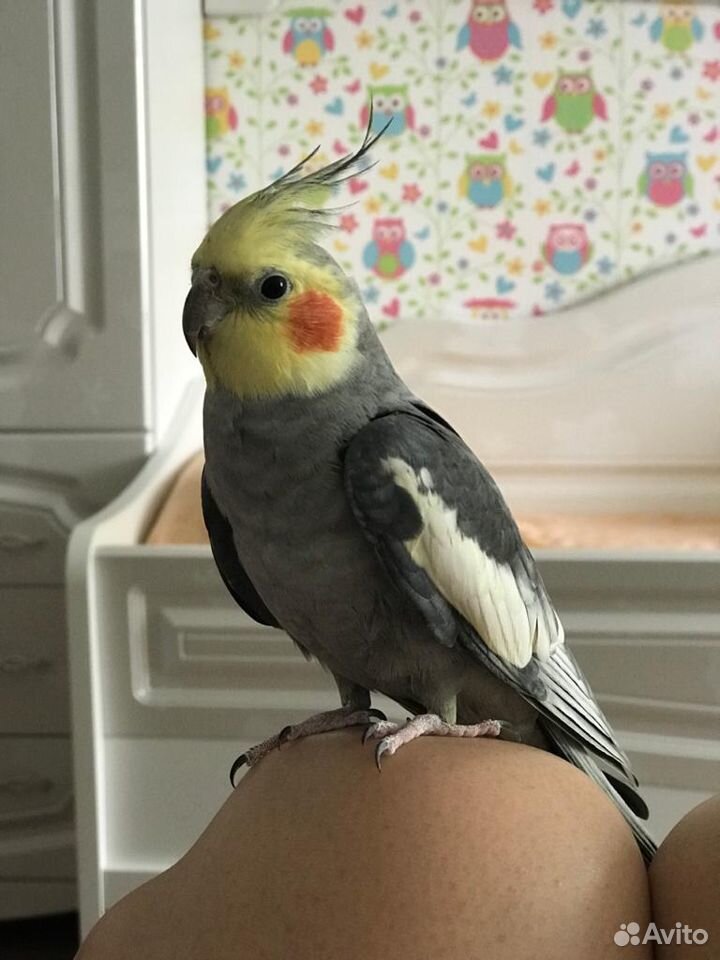 Попугай Карелла