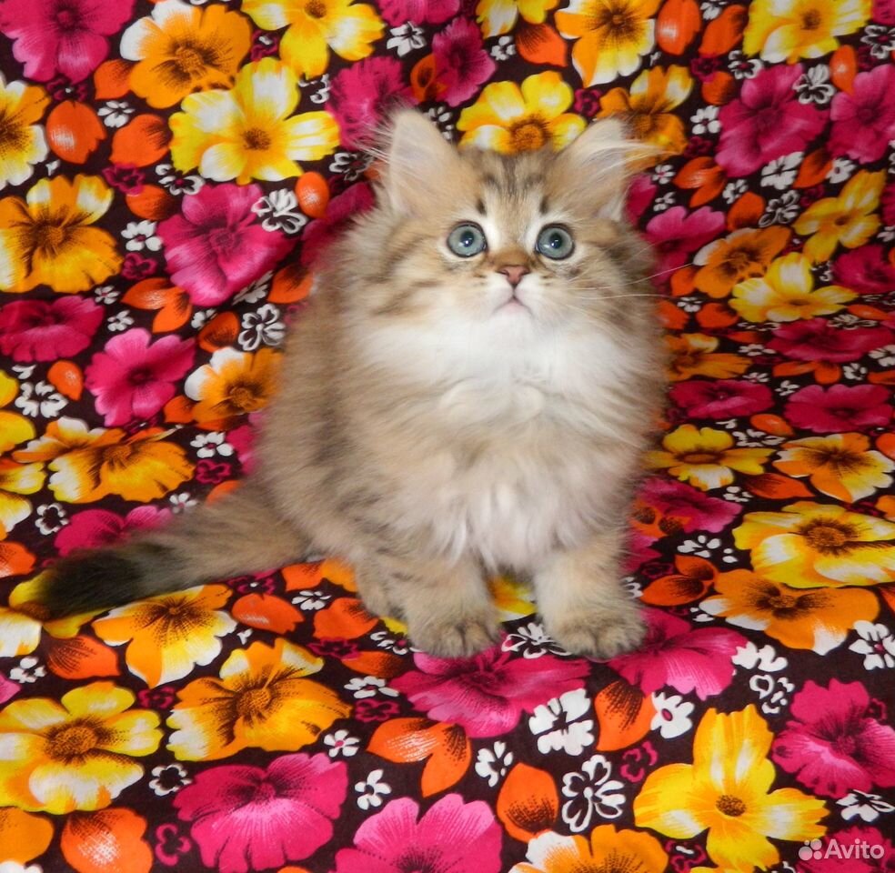 Шотландский котенок