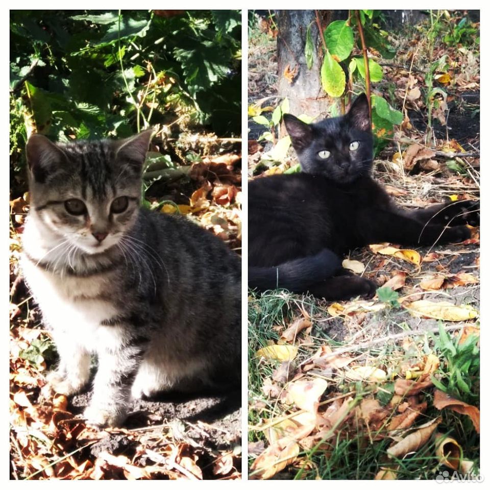 Котята