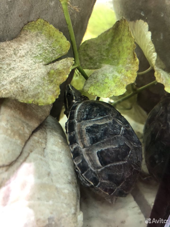 Мускусная Черепаха