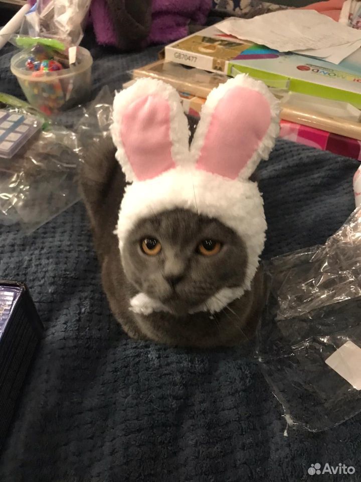 Британская кошечка