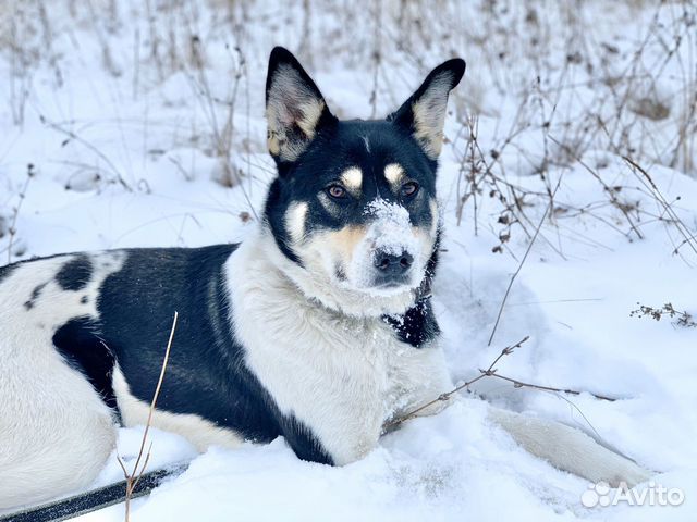 Собака Умка в поисках дома