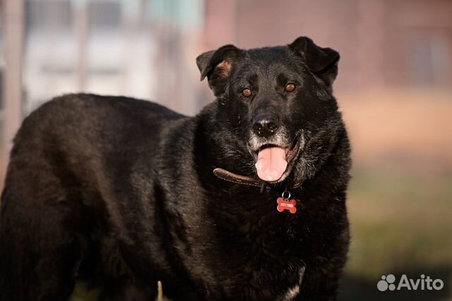 Преданный и ласковый пёс ищет дом