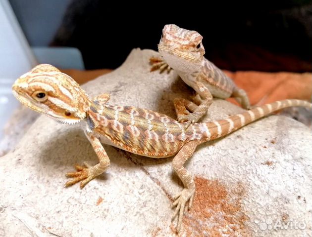 Бородатые агамы