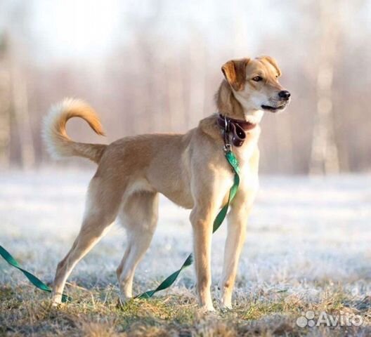 Грациозная Тесса ищет дом