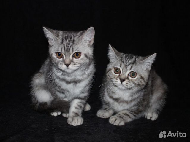 Британская кошечка