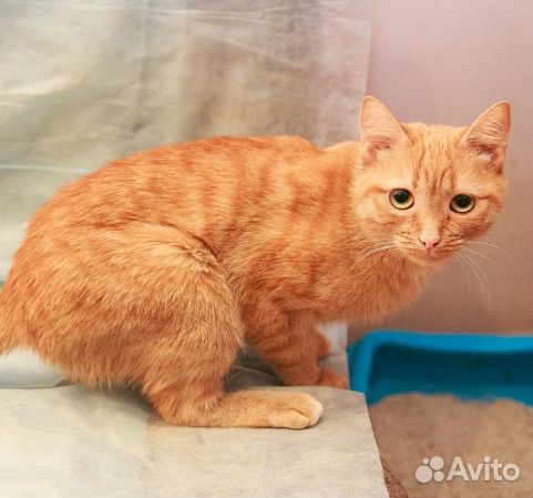 Кошечка в добрые руки