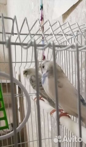 Волнистый попугай с клеткой, пара