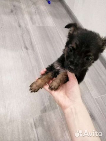 Щенок мальчик будет некрупным