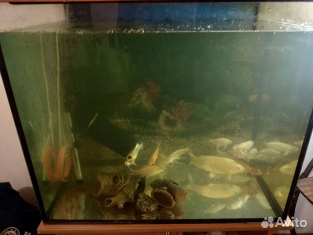 Аквариумные карпы