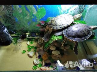 Черепашки с террариумом