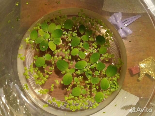 Отдам водоросли