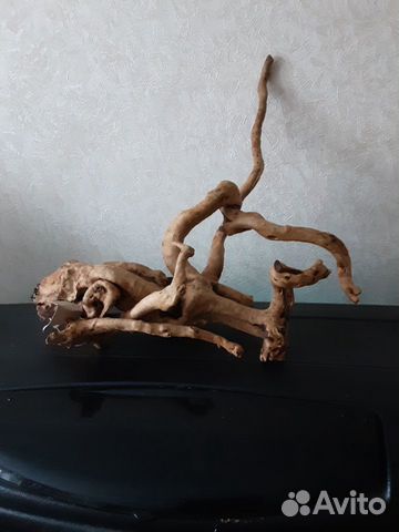 Корень сакуры