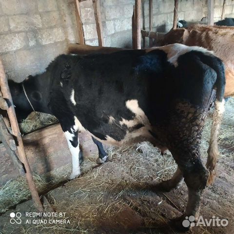 Коровы и телки, телята