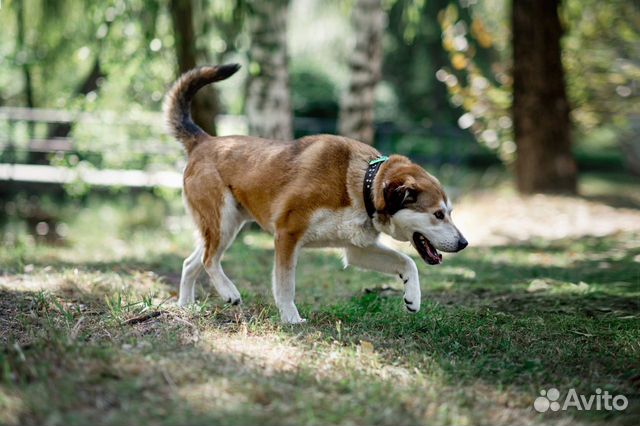 Гаврюша ищет дом