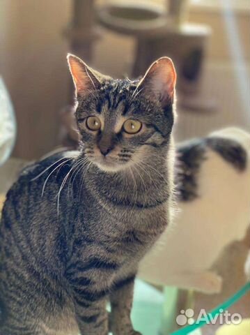 Котенок Дина, домашний приют